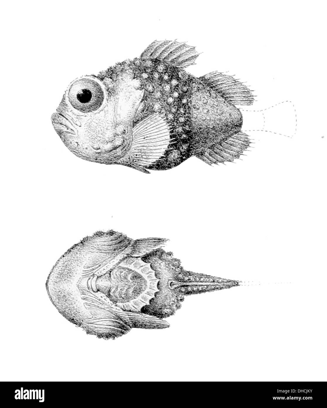 Body adaptation Black and White Stock Photos & Images - Alamy