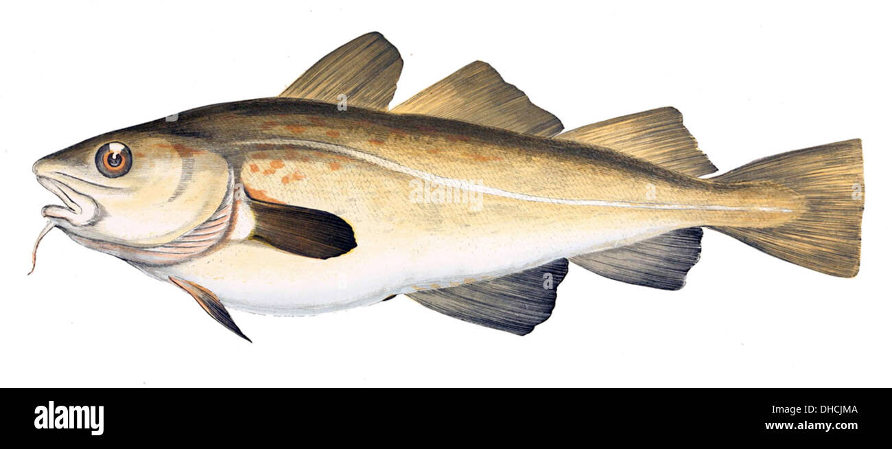 Atlantic cod fishing Cut Out Stock Images & Pictures - Alamy