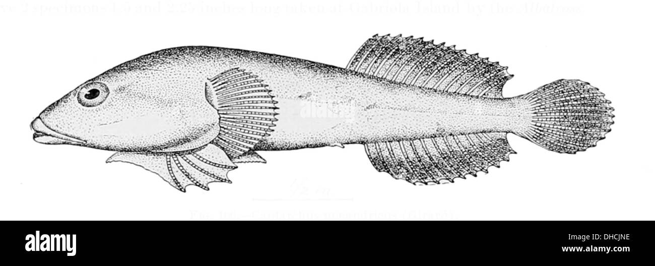Goby anatomy Black and White Stock Photos & Images - Alamy