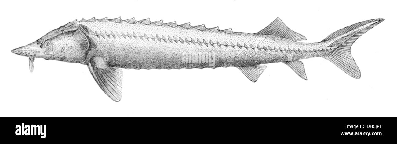Huso huso, or the Beluga sturgeon, is a large fish species native to ...