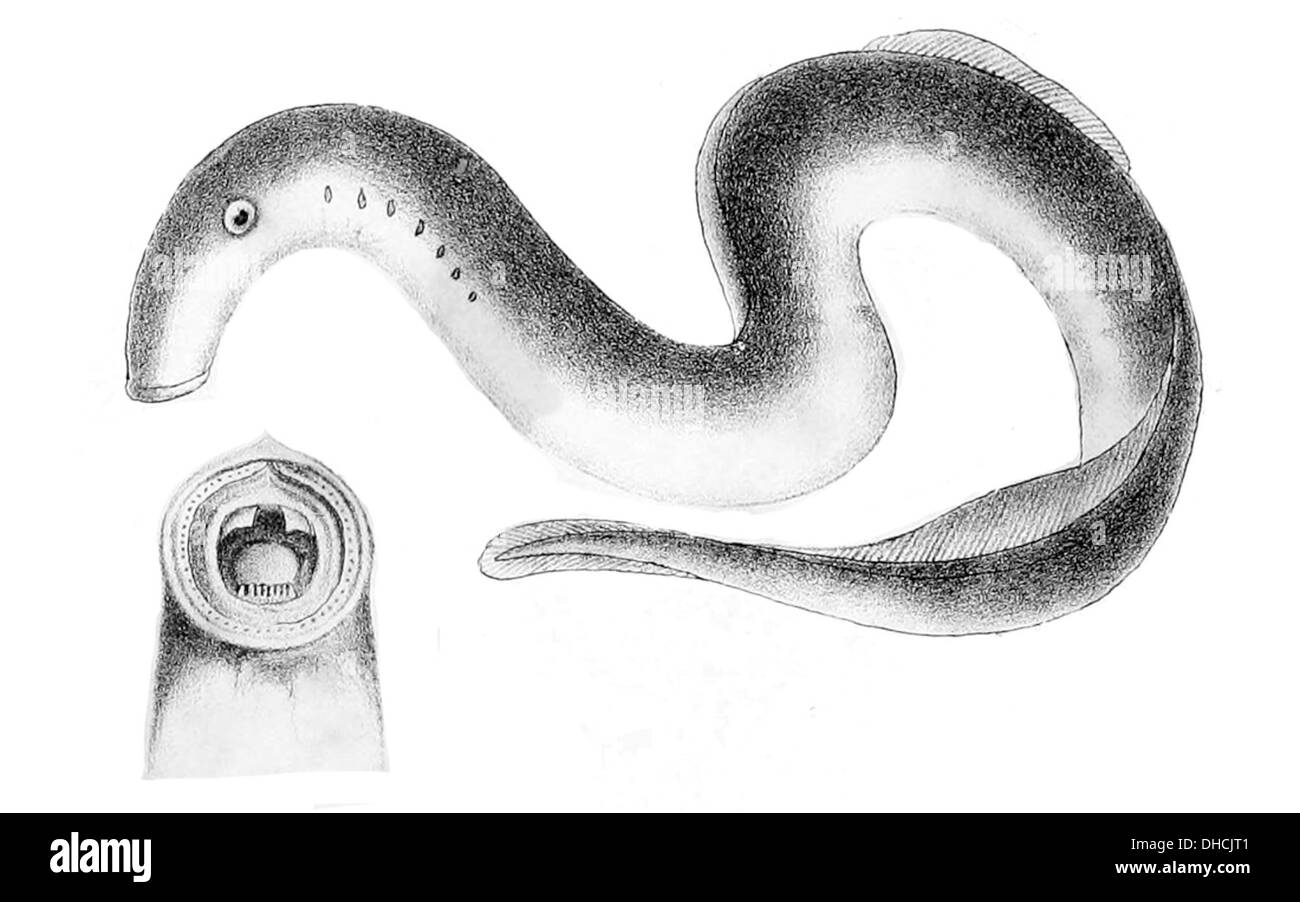 Lampetra fluviatilis, also known as the river lamprey, is a parasitic ...