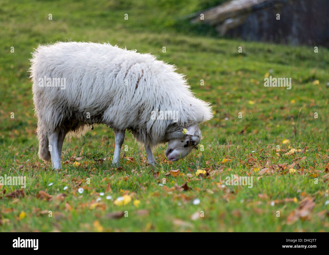 Wool grass hi-res stock photography and images - Alamy