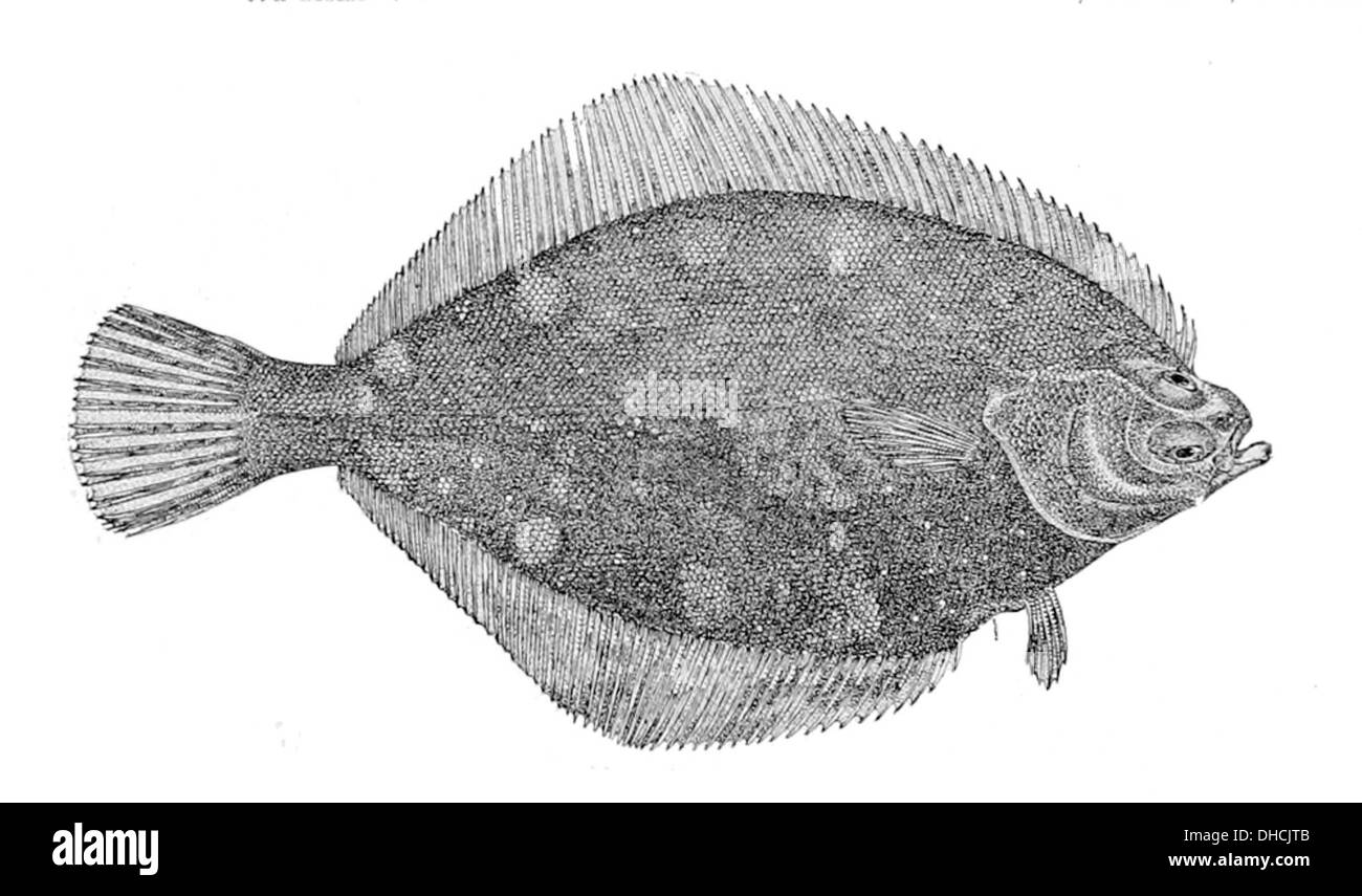 Lepidopsetta bilineata, commonly known as the two-lined flounder, is a ...