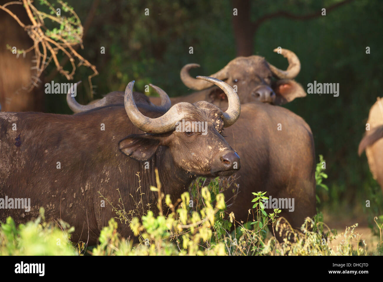 African Cape Buffalo. Savanna Buffalo. Syncerus caffer. Ngorongoro ...