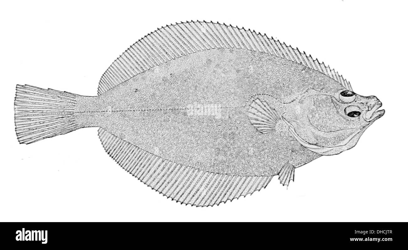 Limanda hi-res stock photography and images - Alamy