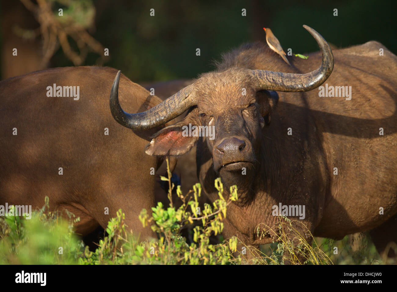African Cape Buffalo. Savanna Buffalo. Syncerus caffer. Ngorongoro ...