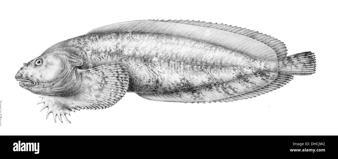 Liparis agassizii hi-res stock photography and images - Alamy