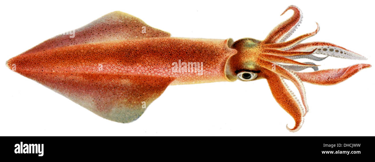 Cuttlefish migration hi-res stock photography and images - Alamy