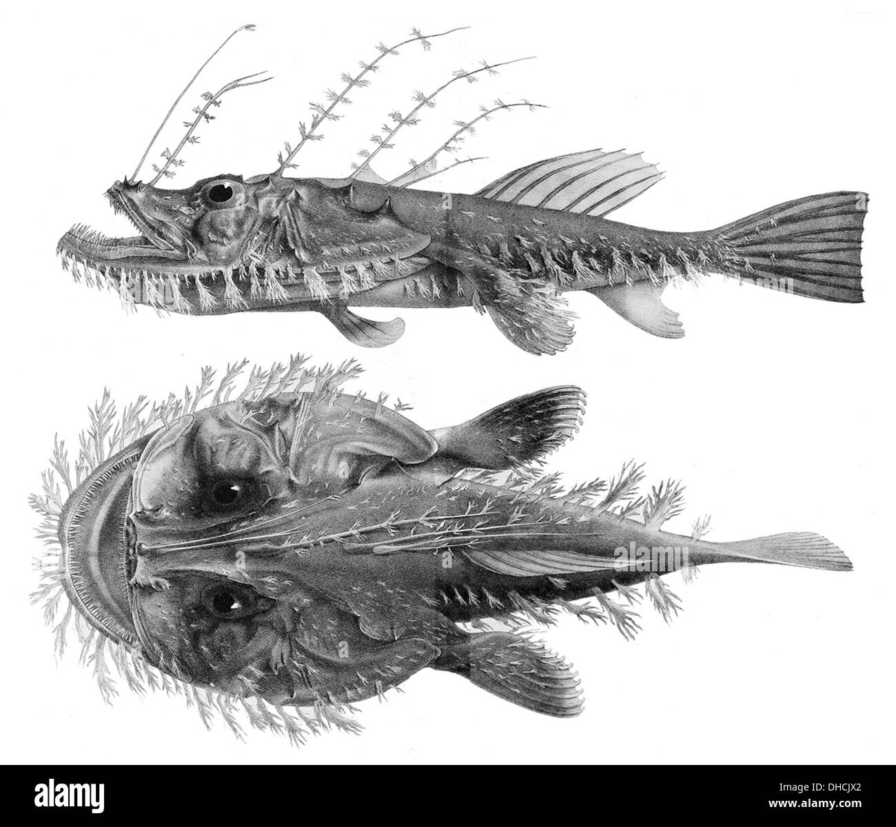 Conservation species india Black and White Stock Photos & Images - Alamy