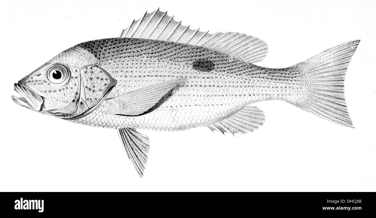 Rose spotted snapper hi-res stock photography and images - Alamy