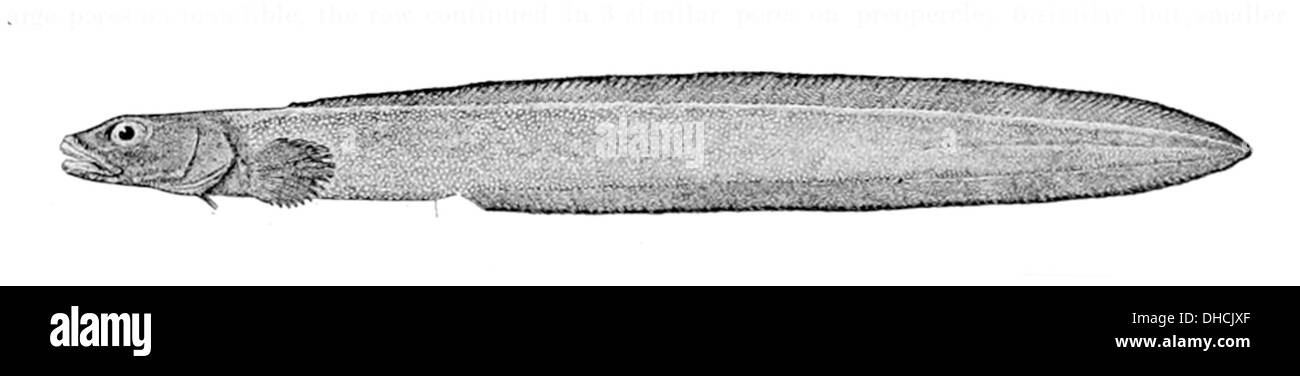 Eelpout deep sea hi-res stock photography and images - Alamy