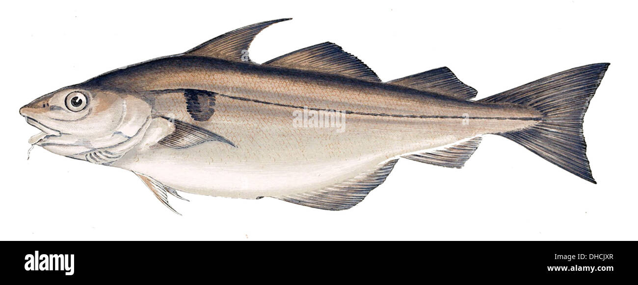 Important commercial species Cut Out Stock Images & Pictures - Alamy
