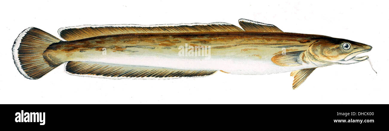 Important ecosystems Cut Out Stock Images & Pictures - Alamy