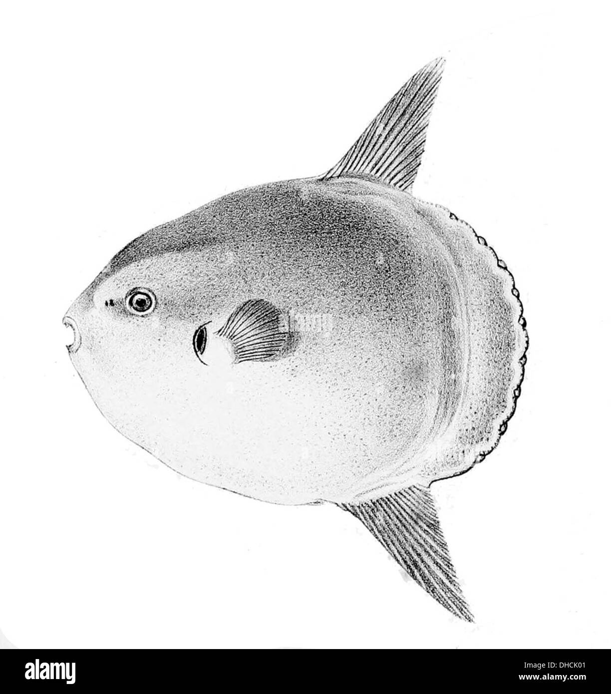 Ocean Sunfish Drawing Ocean Sunfish Wikipedia