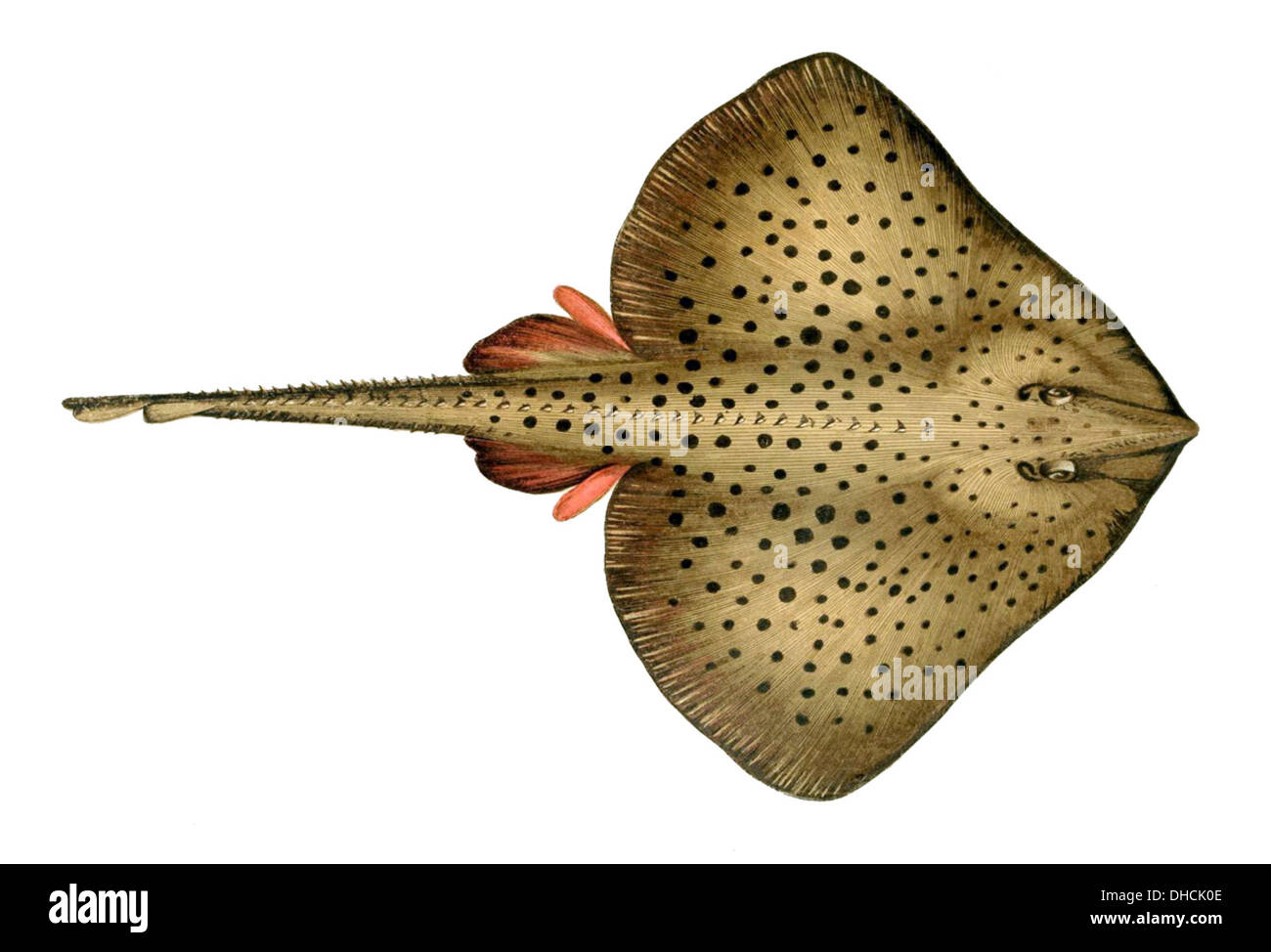Narcine maculata hi-res stock photography and images - Alamy