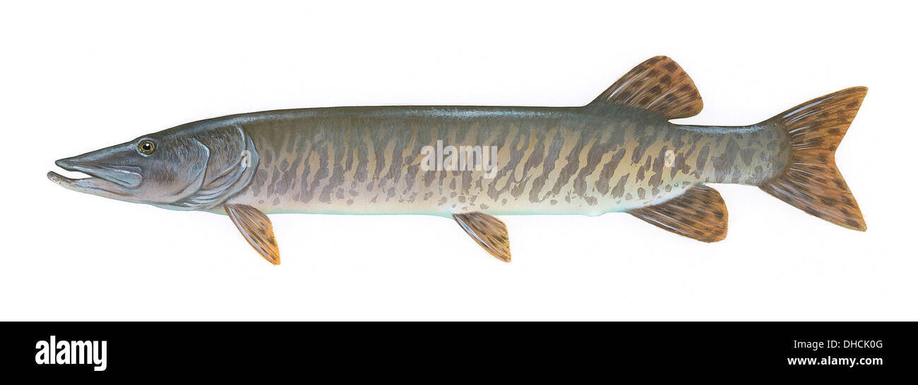 Muskellunge hi-res stock photography and images - Alamy
