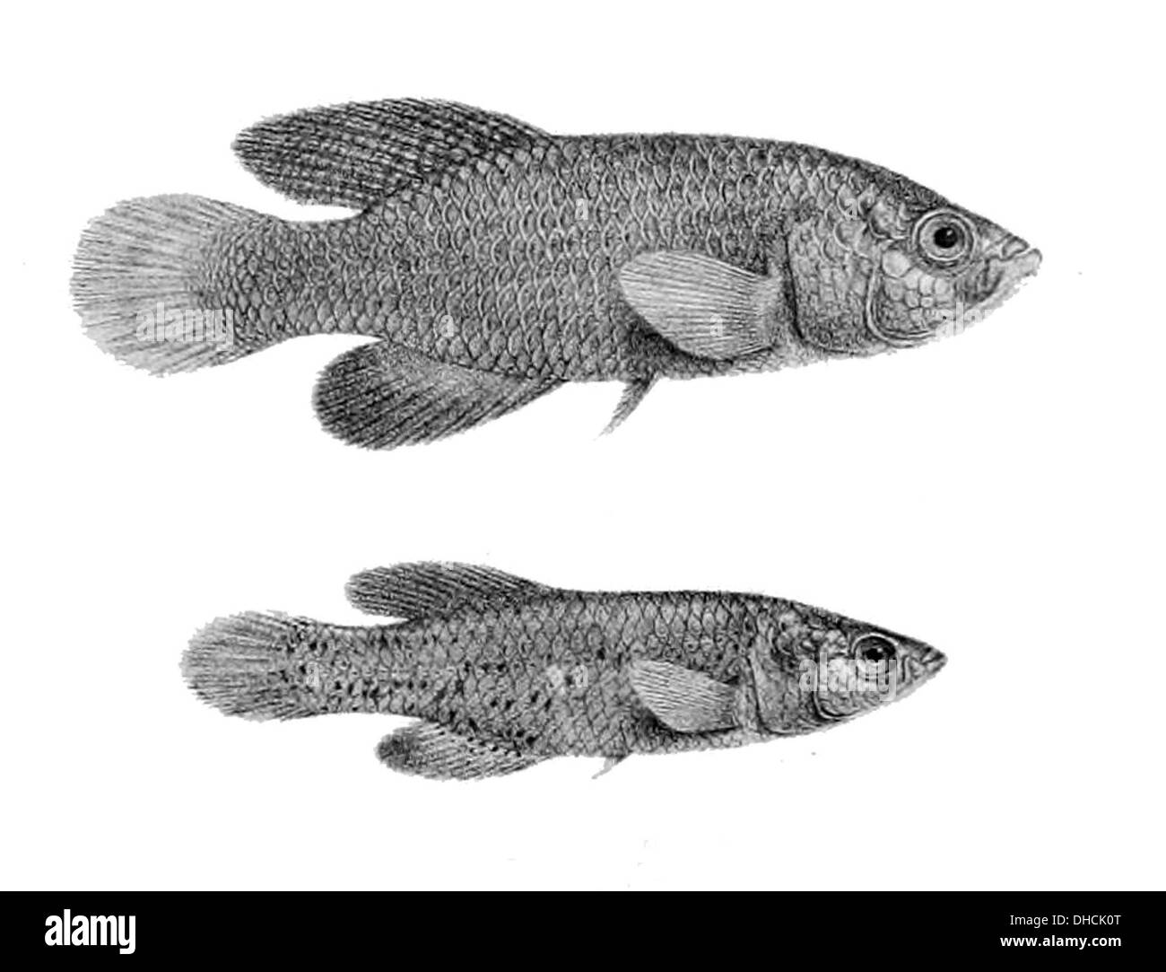 Nothobranchius orthonotus is a species of annual killifish native to ...