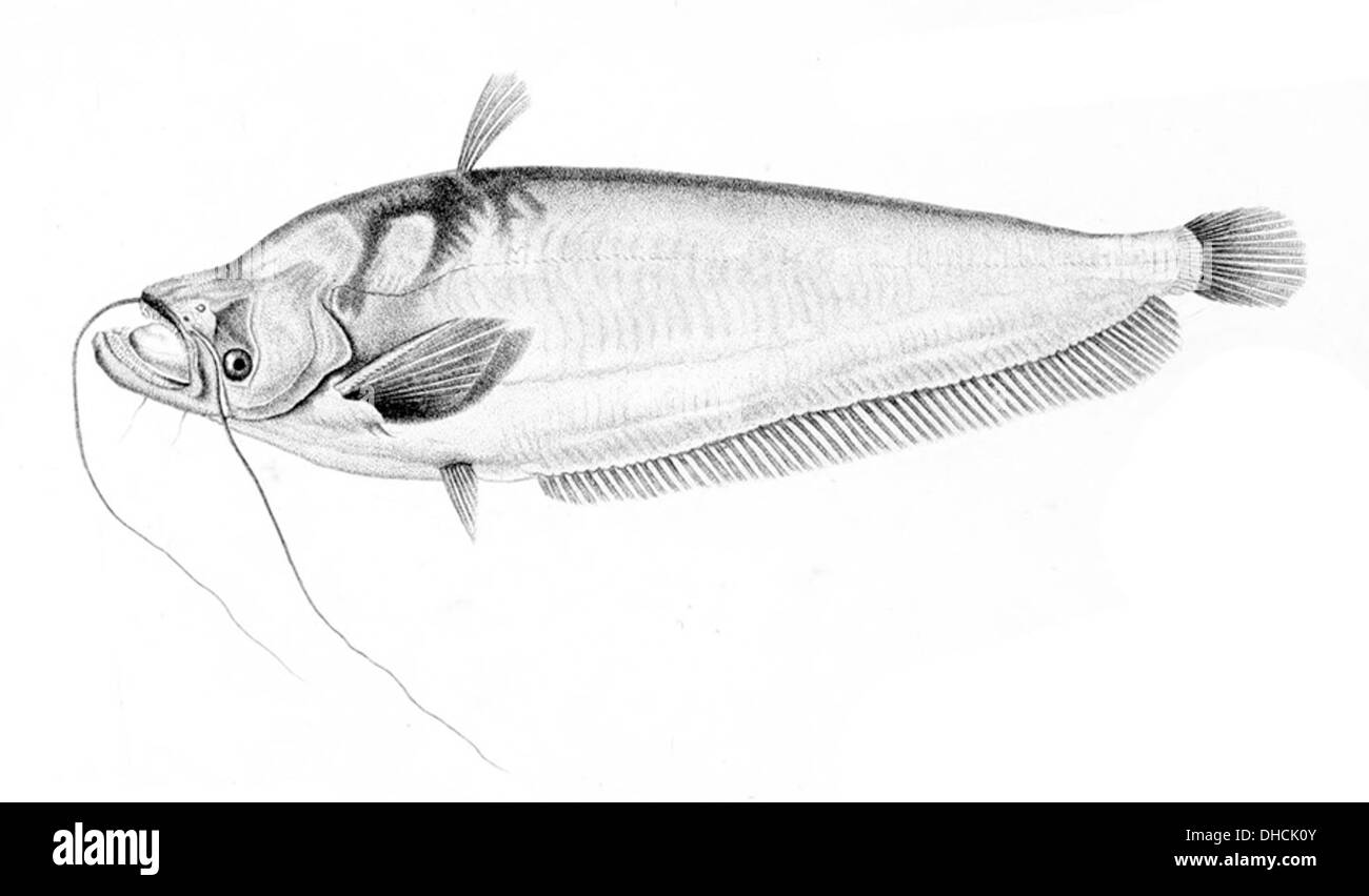 Ompok pabda, also known as the Indian butterfish, is a species of ...