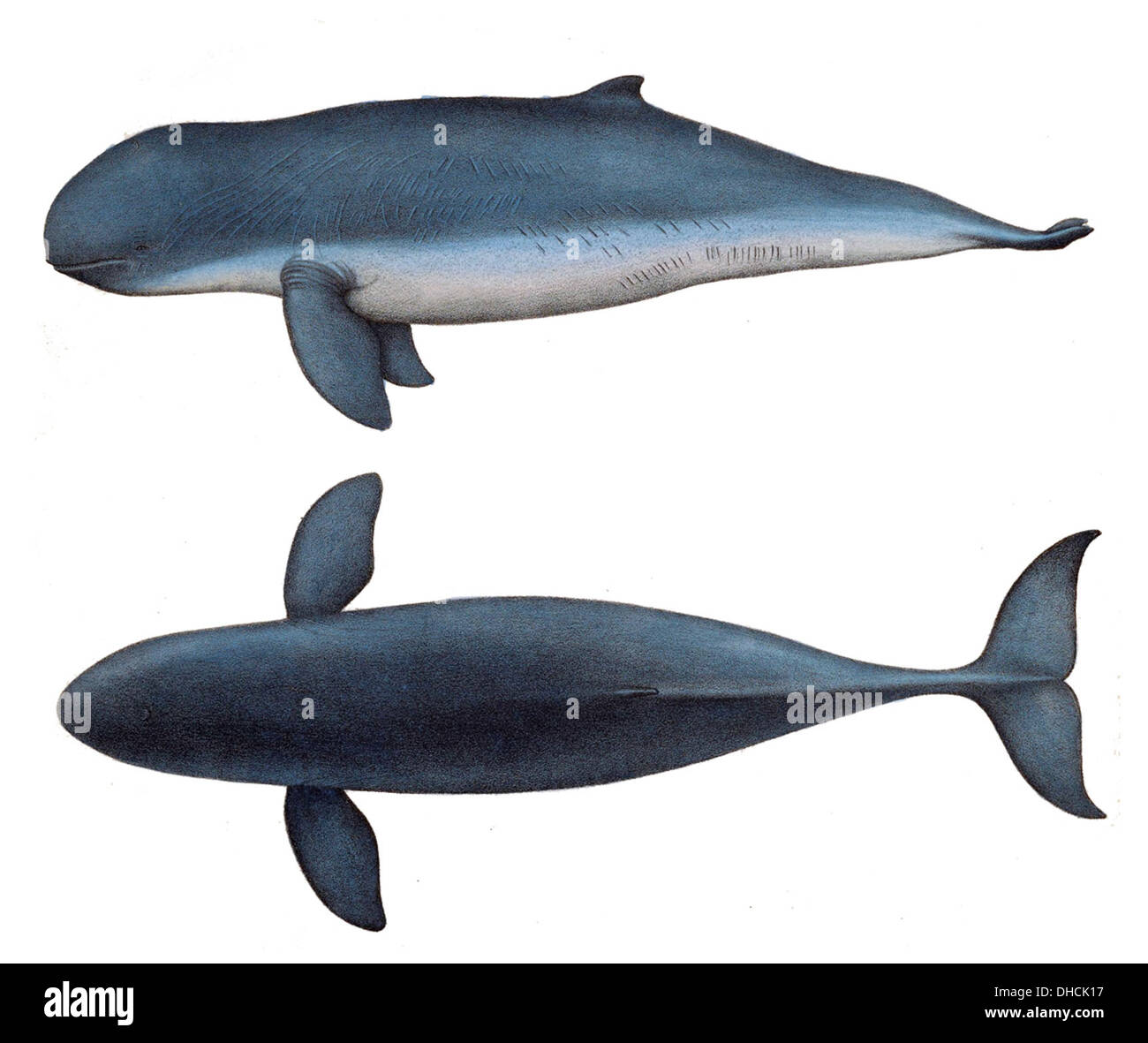 Orcaella brevirostris, also known as the Irrawaddy dolphin, is a ...