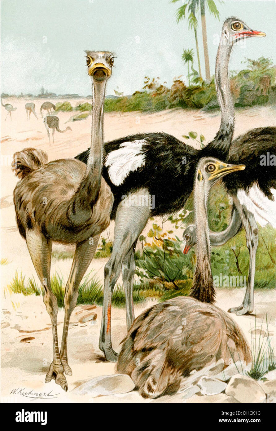 The large flightless bird of africa hi-res stock photography and images ...
