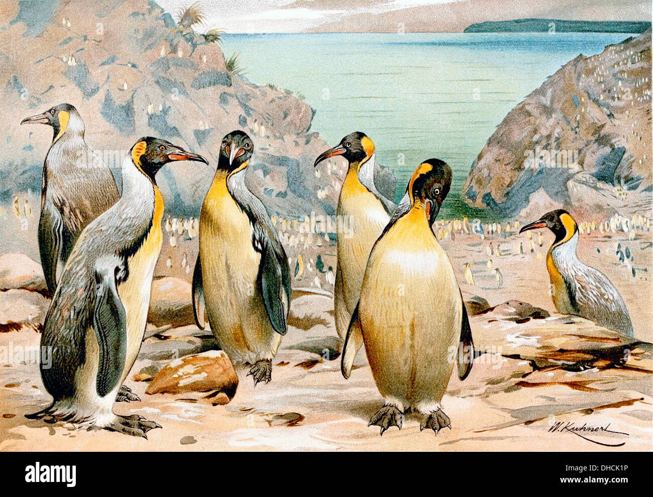 Pachydyptes ponderosus, known as the giant penguin, is an extinct ...