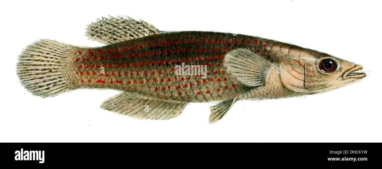 Pachypanchax hi-res stock photography and images - Alamy