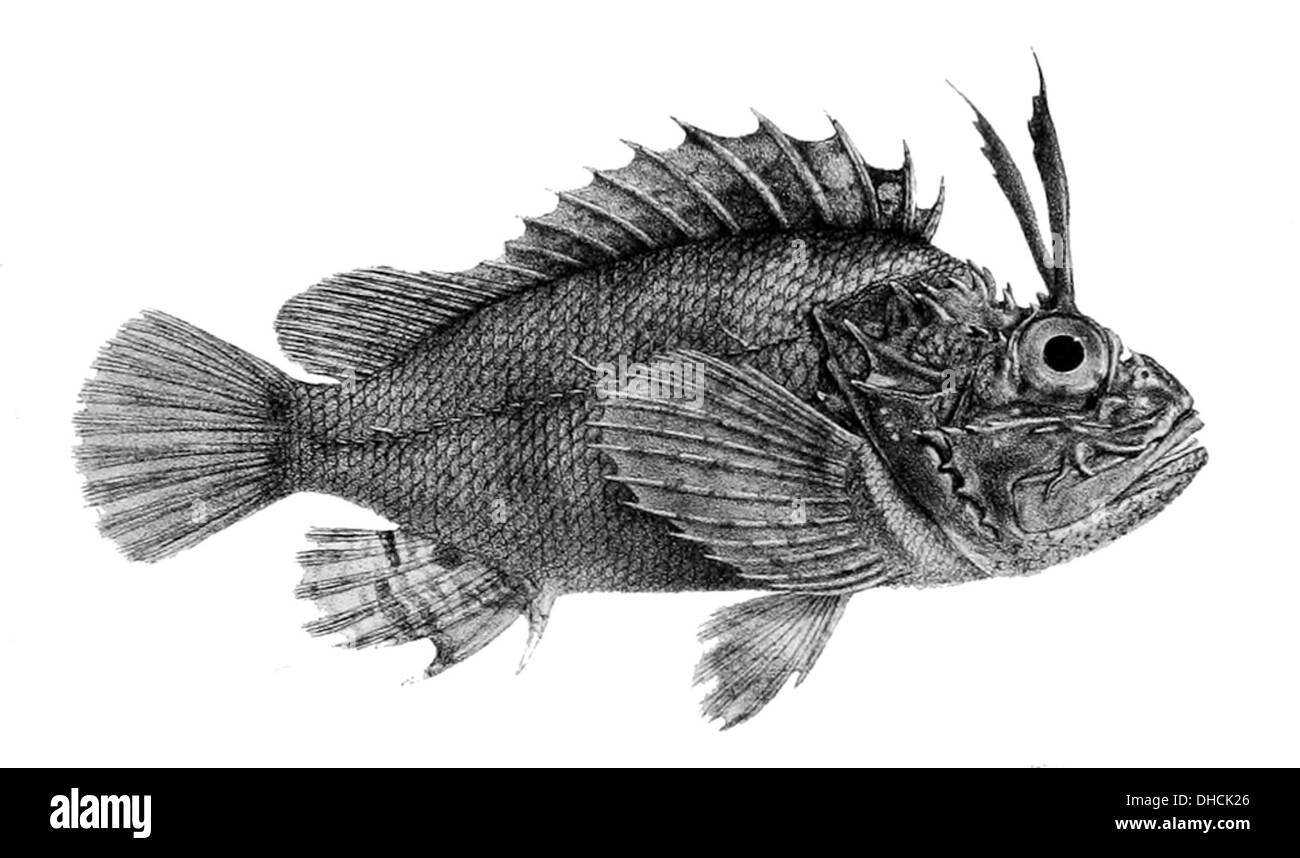 Parascorpaena mossambica, also known as the Mozambique scorpionfish, is ...