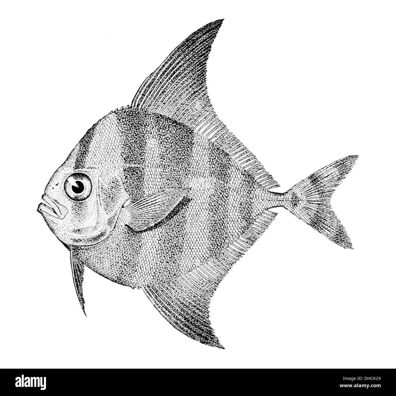 Parastromateus niger fish hi-res stock photography and images - Alamy