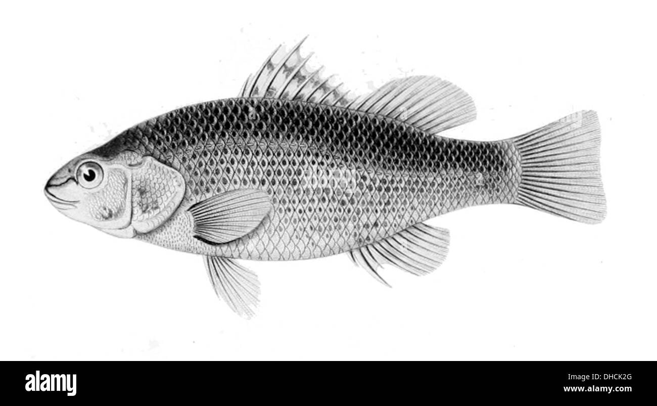 Percilia gillissi is a freshwater fish species native to Chile, known ...