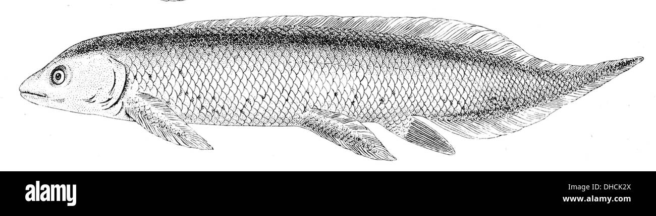 Andersoni hi-res stock photography and images - Alamy