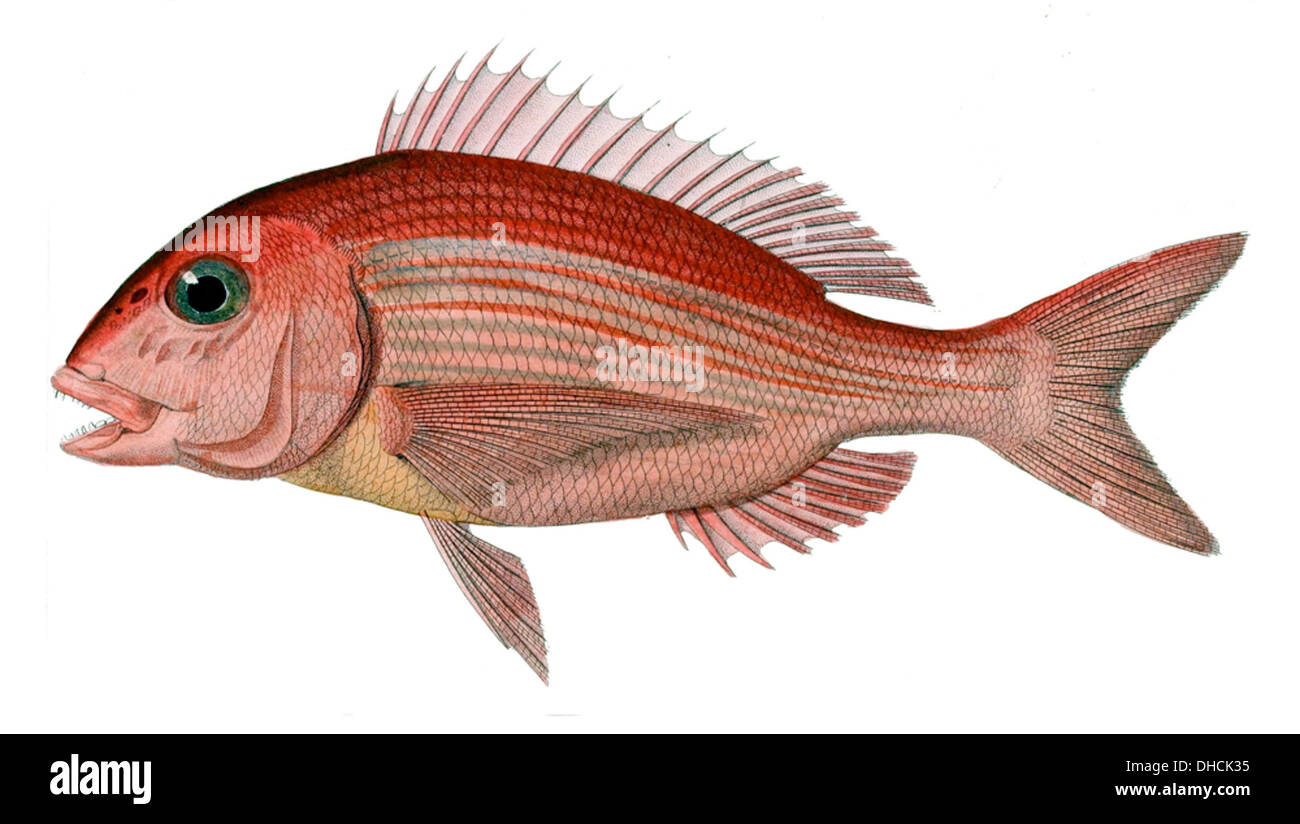 Important commercial species Cut Out Stock Images & Pictures - Alamy