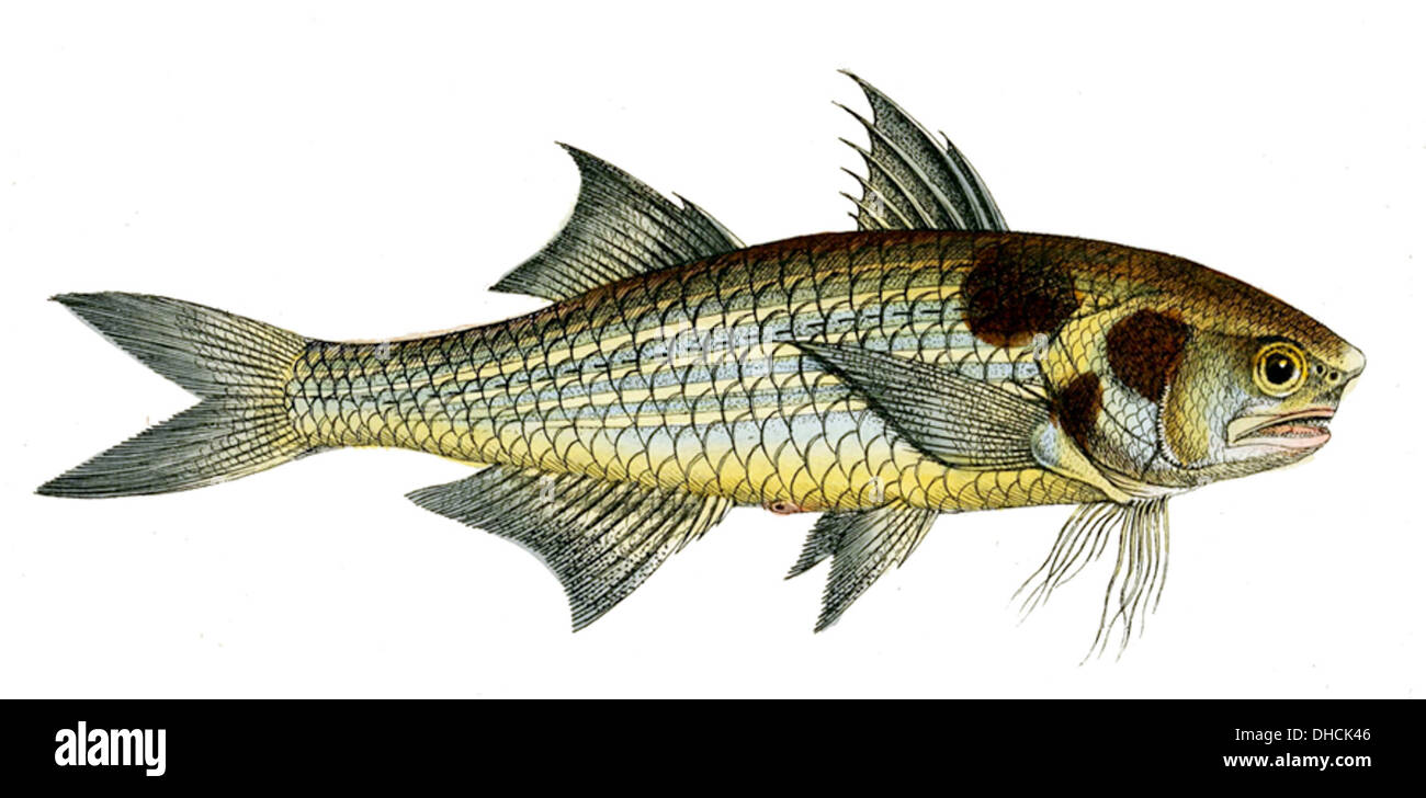 Sextarius hi-res stock photography and images - Alamy