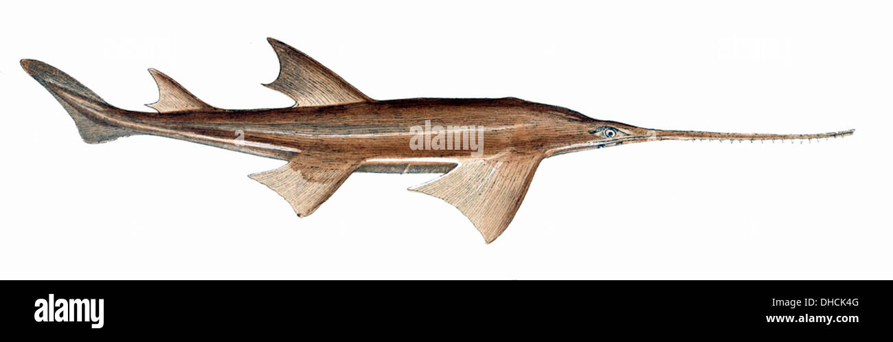 Pristis pristis hi-res stock photography and images - Alamy