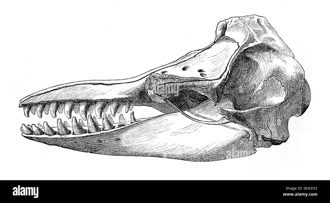 Pseudorca crassidens, known as the false killer whale, is a species of ...