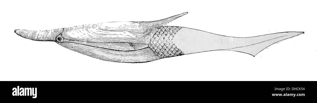 Pteraspis hi-res stock photography and images - Alamy