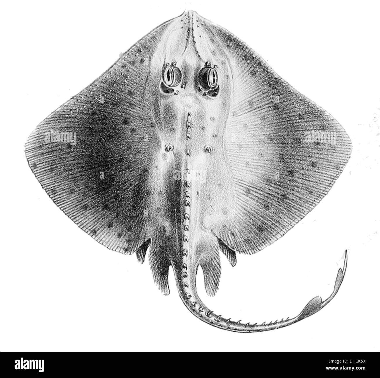 Stingray family Cut Out Stock Images & Pictures - Alamy