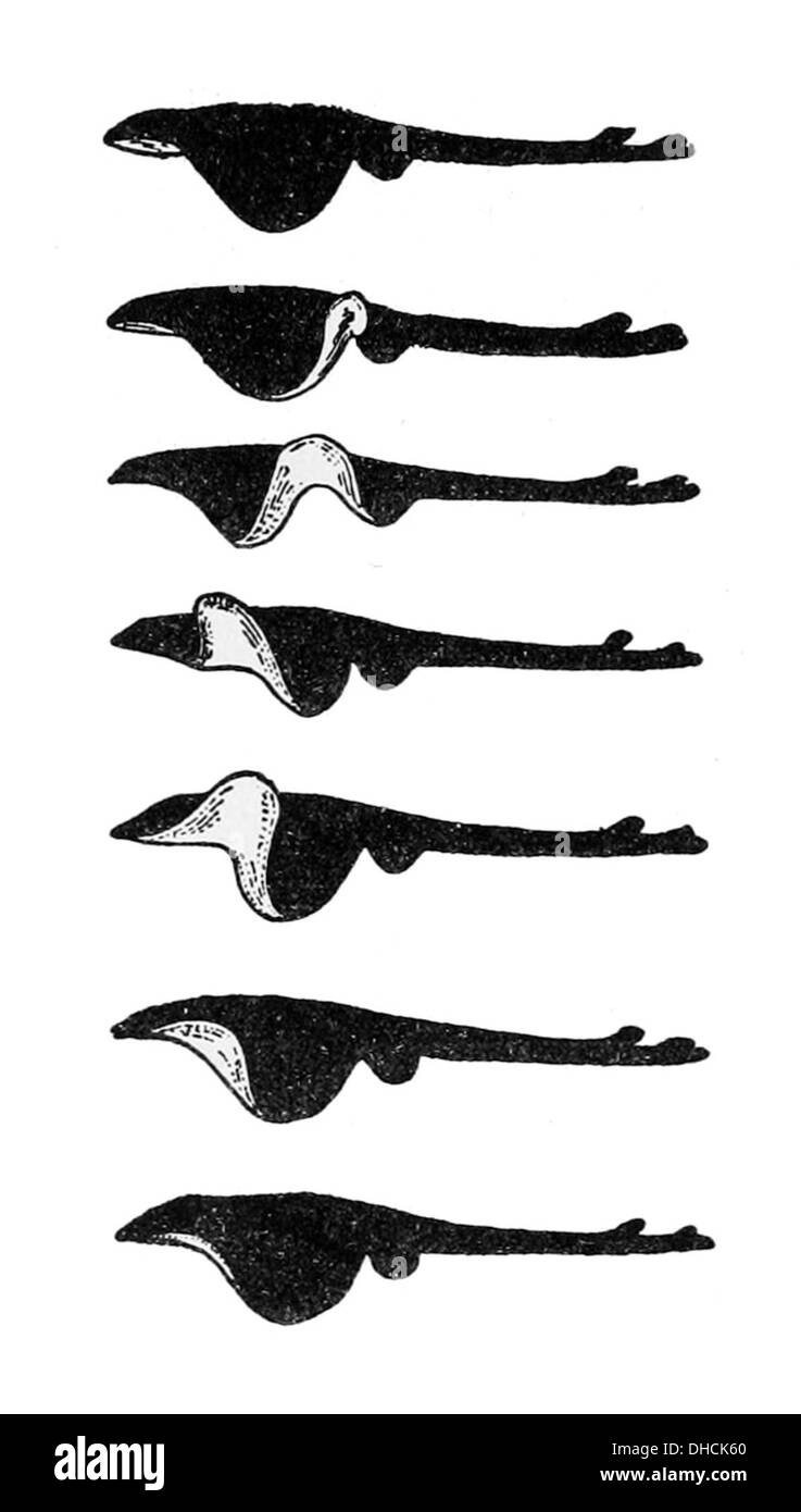 Rajidae hi-res stock photography and images - Alamy