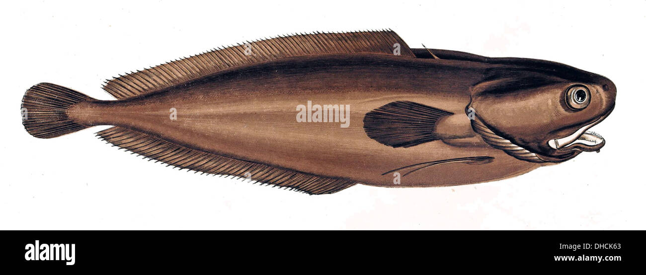 Tadpole fish raniceps raninus hi-res stock photography and images - Alamy