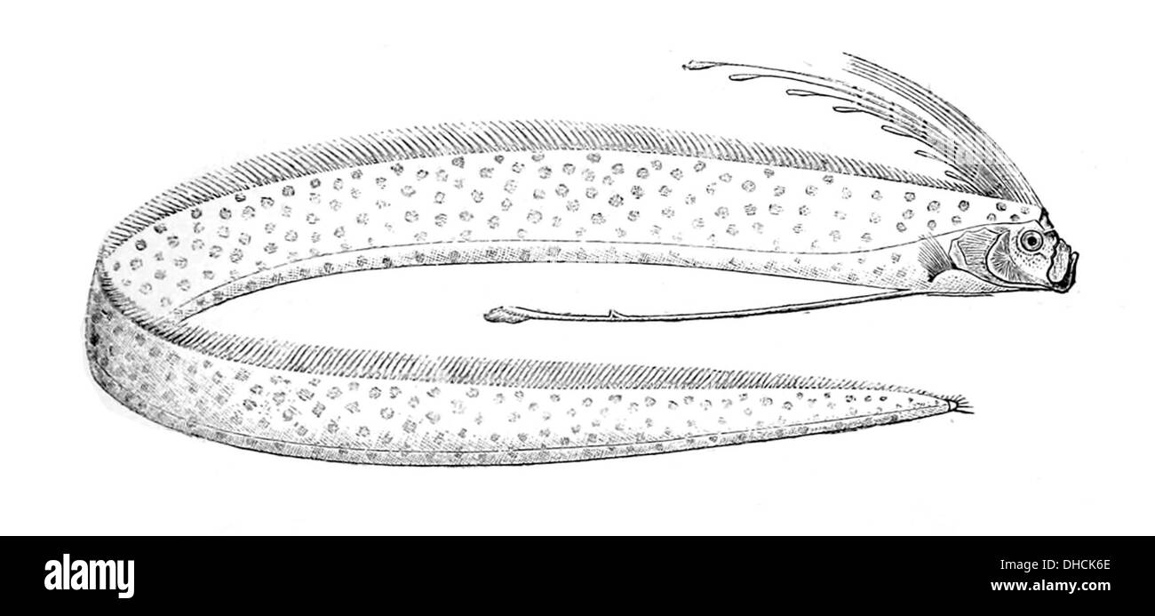 Regalecus glesne, known as the oarfish, is a deep-sea fish recognized ...