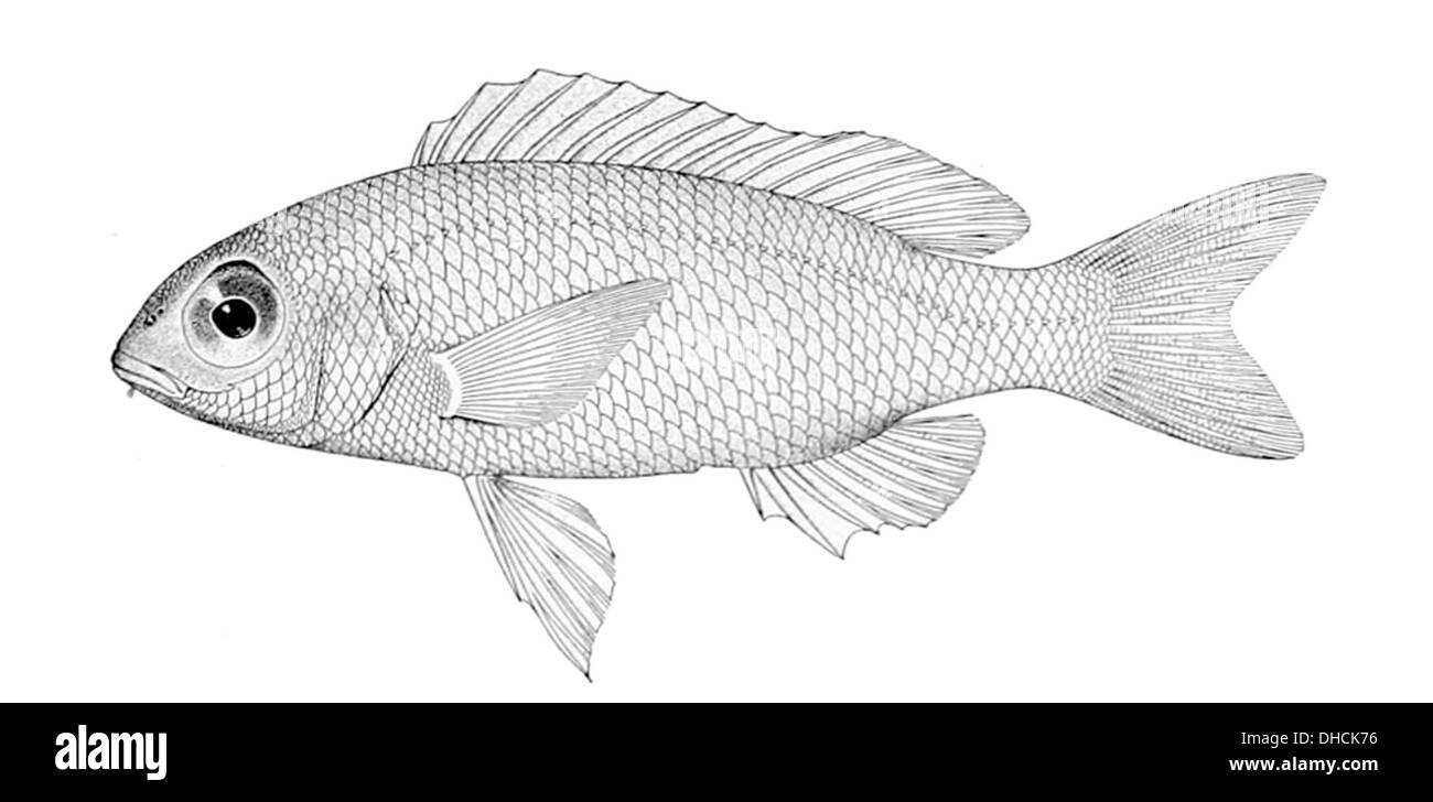 Scolopsis ciliata hi-res stock photography and images - Alamy