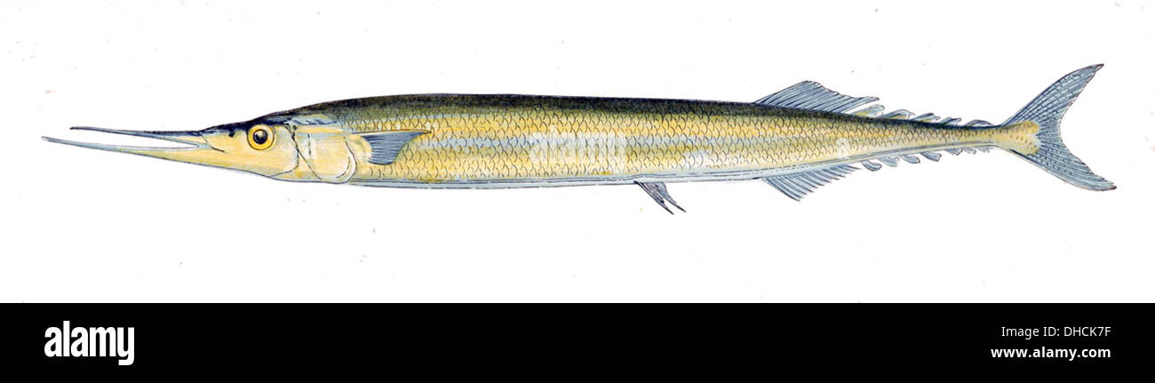 Scomberesox saurus saurus Cut Out Stock Images & Pictures - Alamy