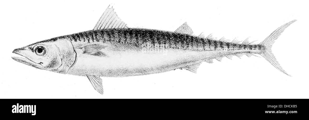 Mackerel species fast swimming hi-res stock photography and images - Alamy