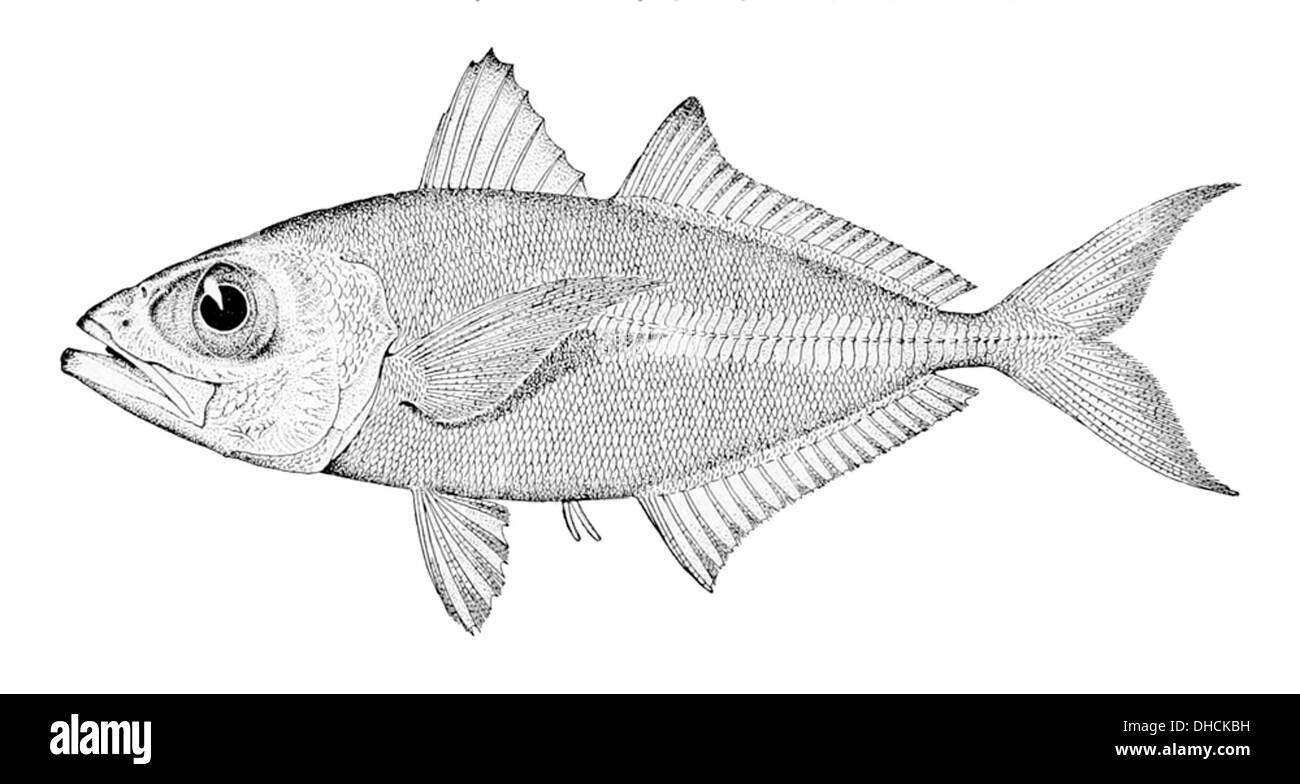 Selar boops, commonly known as the striped mackerel, is a species of ...