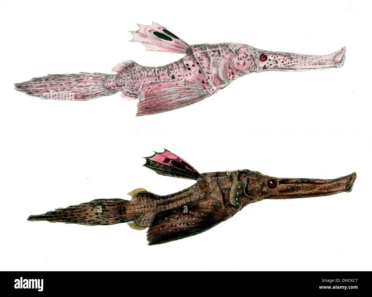 Solenostomus cyanopterus, also known as the common ghost pipefish, is a ...