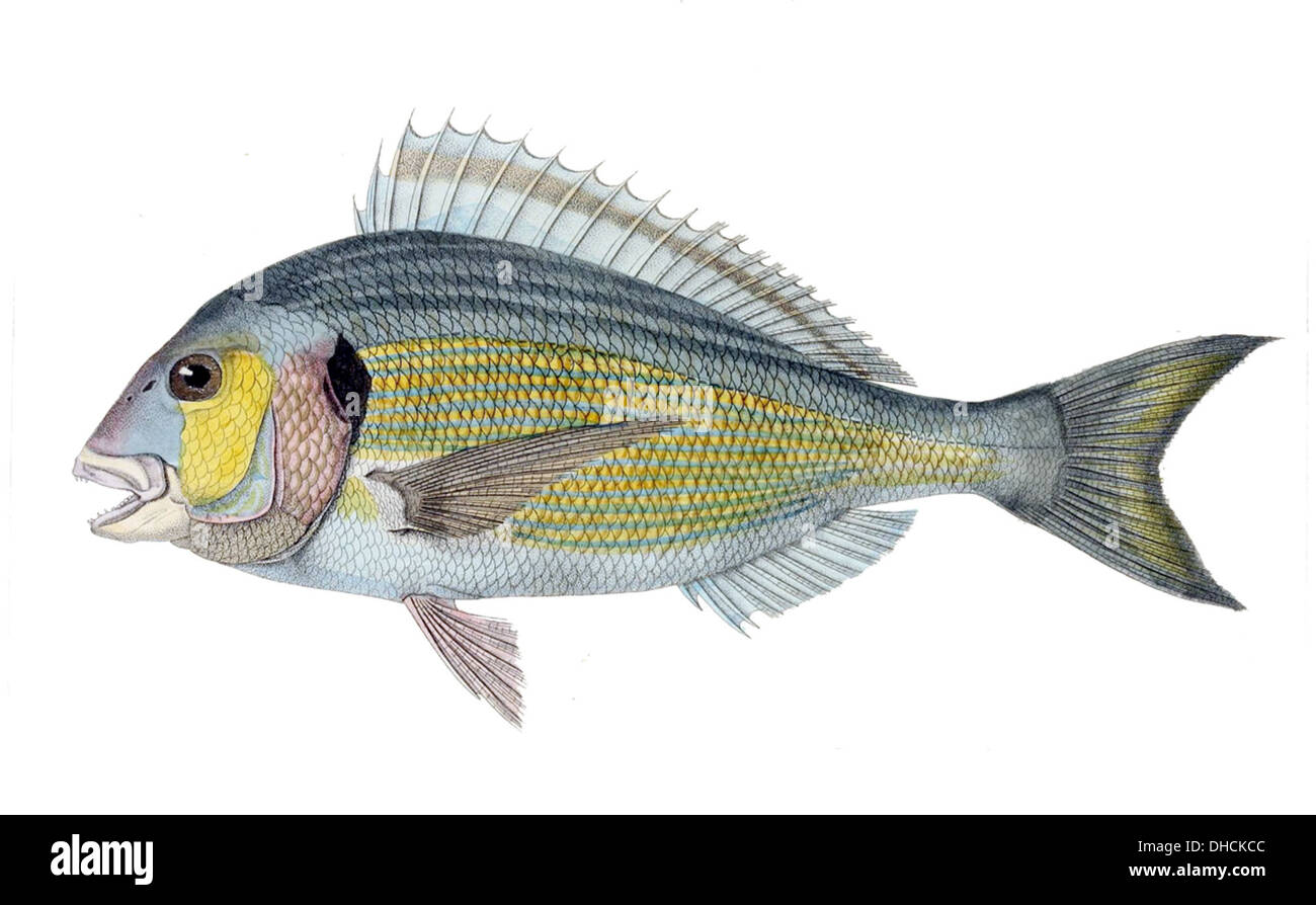 Sparus aurata Cut Out Stock Images & Pictures - Alamy