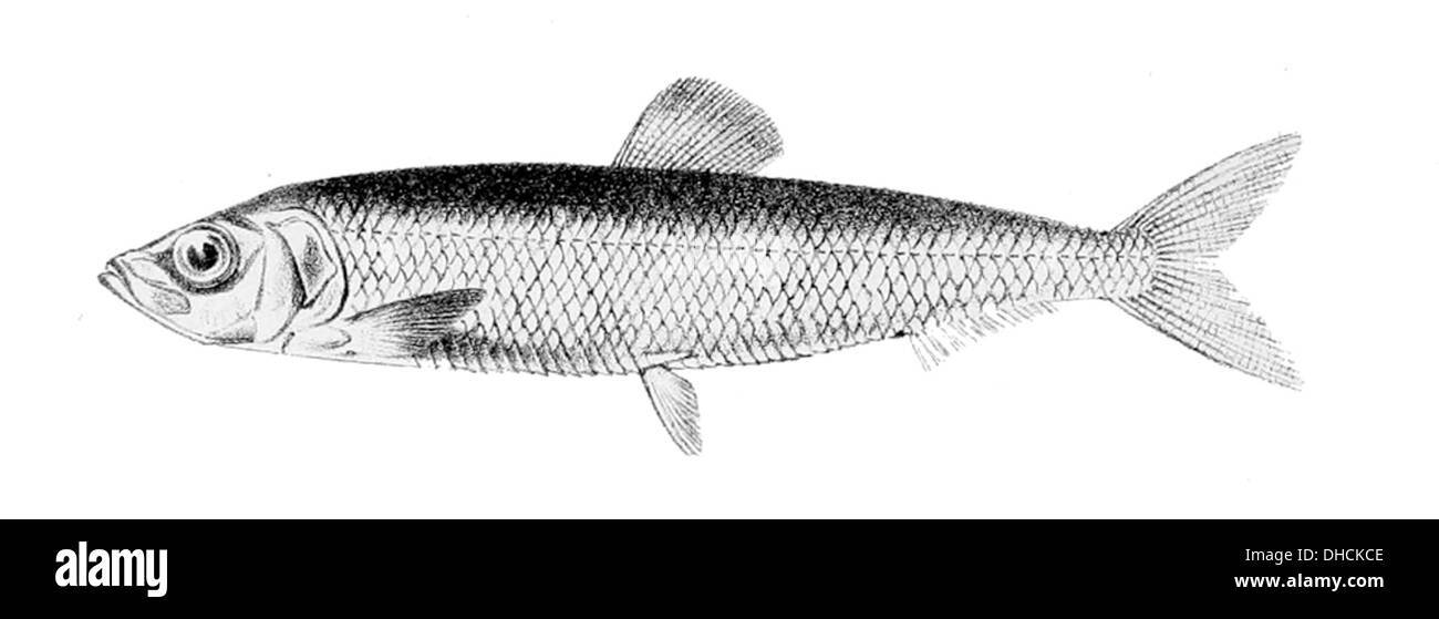 Important food fish species hi-res stock photography and images - Alamy
