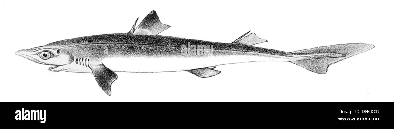 Shark small fish Cut Out Stock Images & Pictures - Alamy