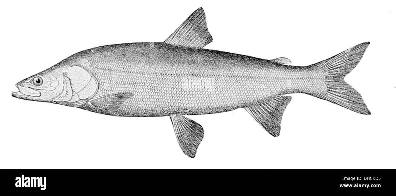 Nelma hi-res stock photography and images - Alamy