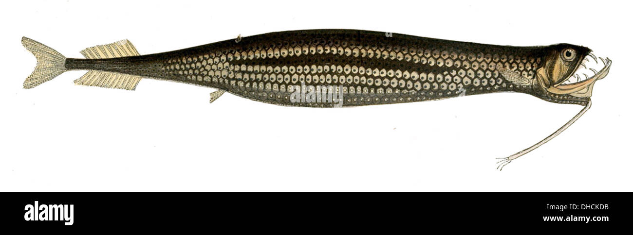 Boa dragonfish hi-res stock photography and images - Alamy