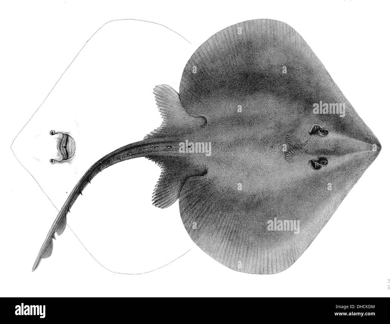 Stingers Cut Out Stock Images & Pictures - Alamy